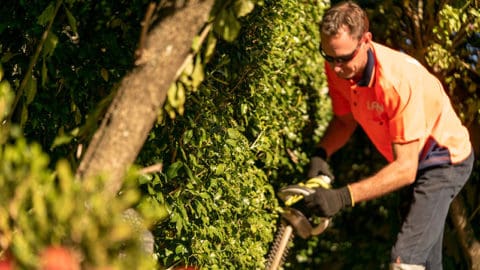 Murraya Hedges: A Complete and Easy Guide