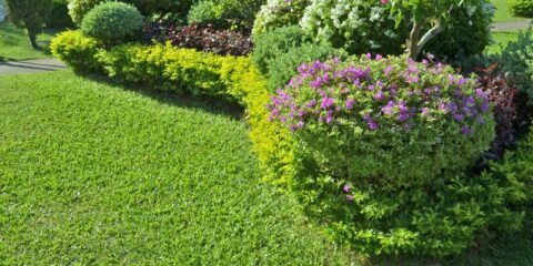 How To Use A Whipper Snipper | Lawn.com.au