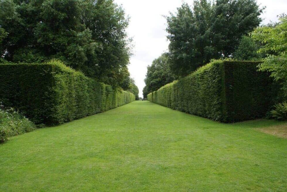 How To Grow A Hedge | Lawn.com.au