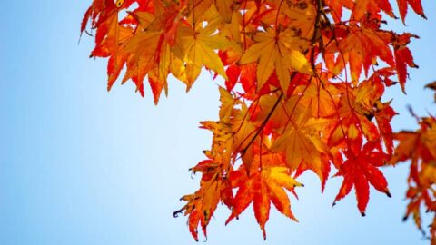 Japanese Maple Tree Care | Lawn.com.au