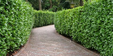 A Complete And Easy Guide To Growing Murraya Hedges