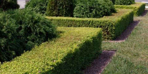 How To Grow A Hedge | Lawn.com.au