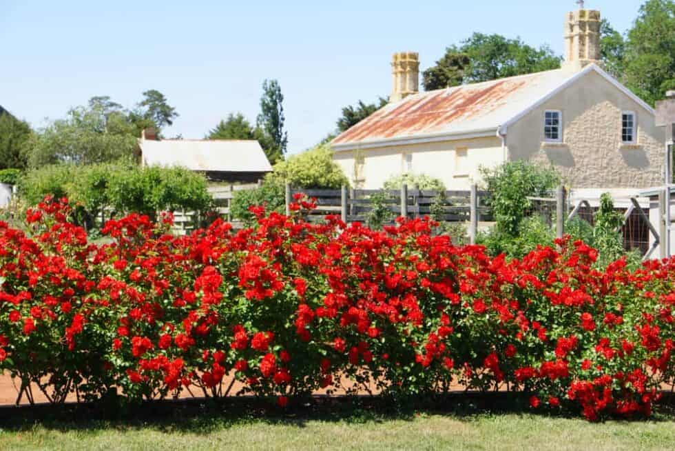 Different Types Of Roses In Australia