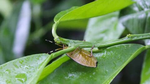 How To Grow An Orange Tree | Lawn.com.au
