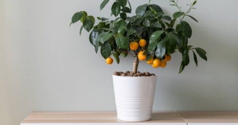 How To Grow An Orange Tree | Lawn.com.au