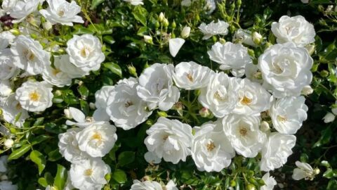 Different Types Of Roses In Australia