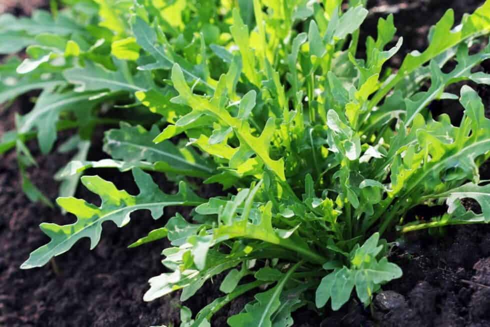 How To Grow Rocket | Lawn.com.au Blog
