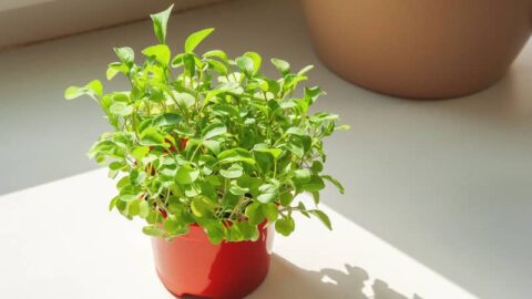 How To Grow Rocket | Lawn.com.au Blog