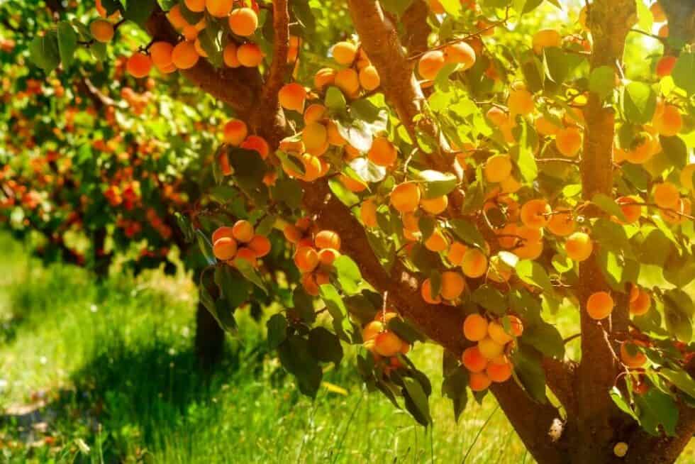 How To Grow And Prune An Apricot Tree