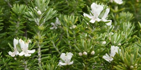 A Complete Guide To Australian Native Flowers | Lawn.com.au