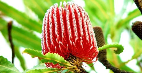 A Complete Guide To Australian Native Flowers | Lawn.com.au