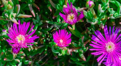 Pig Face Plant Care: Everything You Need To Know | Lawn.com.au