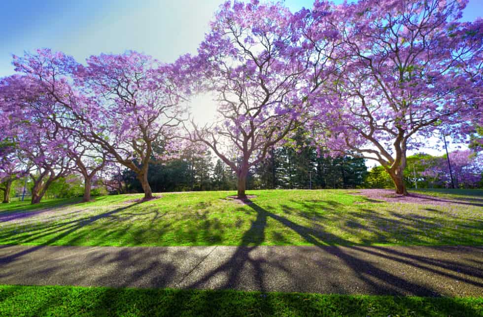 The Best Flowering Trees In Australia | Lawn.com.au
