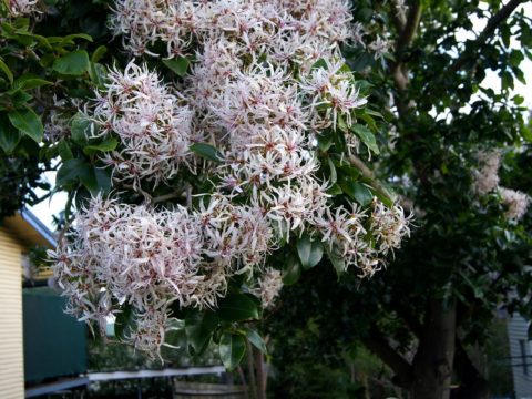 The Best Flowering Trees In Australia | Lawn.com.au