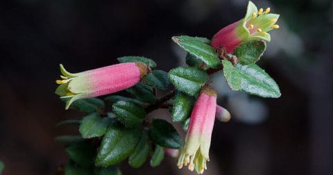 A Complete Guide To Australian Native Flowers | Lawn.com.au