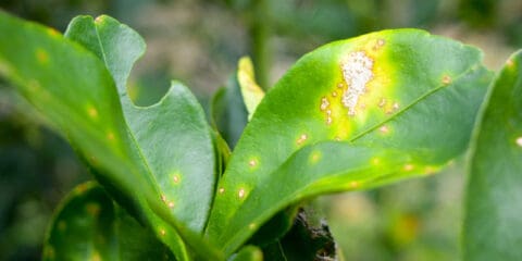 Lemon Tree Guide: How To Grow & Care For Lemon Trees | Lawn.com.au