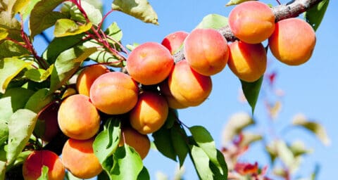 How To Grow And Prune An Apricot Tree