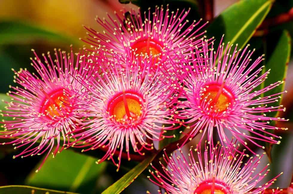 A Complete Guide To Australian Native Flowers | Lawn.com.au