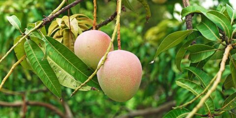Mango Tree Guide: When To Pick Mangoes | Lawn.com.au