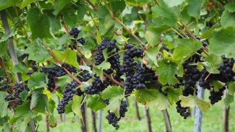 Fast Growing Climbing Plants In Australia | Lawn.com.au