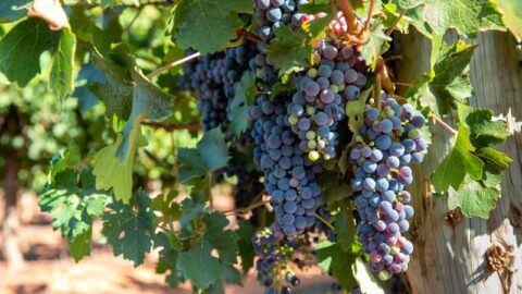 Fast-Growing Climbing Plants In Australia | Lawn.com.au