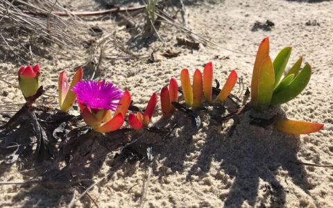 Australian Pig Face Plant Care: Everything You Need To Know