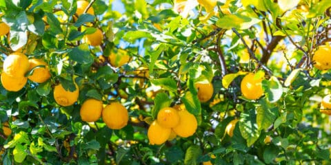 Lemon Tree Guide: How To Grow & Care For Lemon Trees | Lawn.com.au