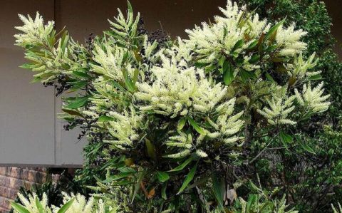 A Complete Guide To Australian Native Trees