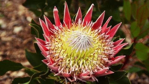 How To Grow A Protea Plant | Lawn.com.au