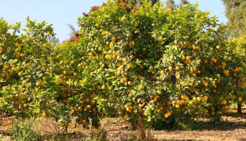 Lemon Tree Guide: How To Grow & Care For Lemon Trees | Lawn.com.au