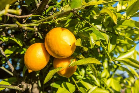 Lemon Tree Guide: How To Grow & Care For Lemon Trees | Lawn.com.au
