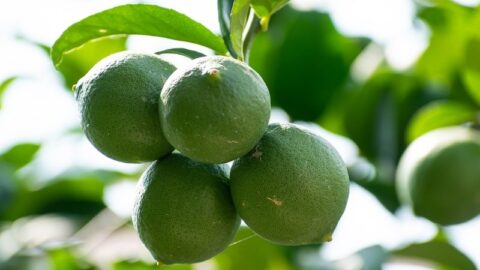 How To Grow & Care For Lime Trees | Lawn.com.au