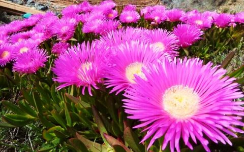 Pig Face Plant Care: Everything You Need To Know | Lawn.com.au