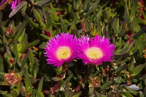 Pig Face Plant Care: Everything You Need To Know | Lawn.com.au