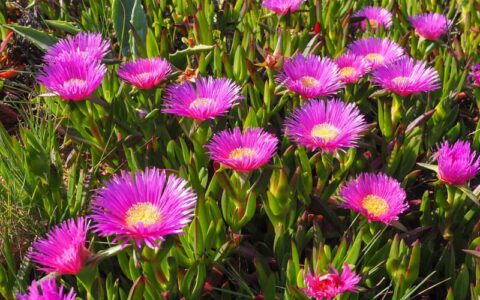 Australian Pig Face Plant Care: Everything You Need To Know