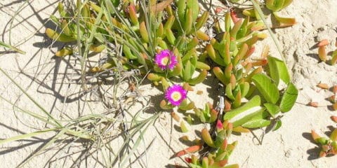 Pig Face Plant Care: Everything You Need To Know | Lawn.com.au