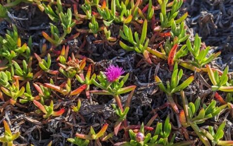 Australian Pig Face Plant Care: Everything You Need To Know