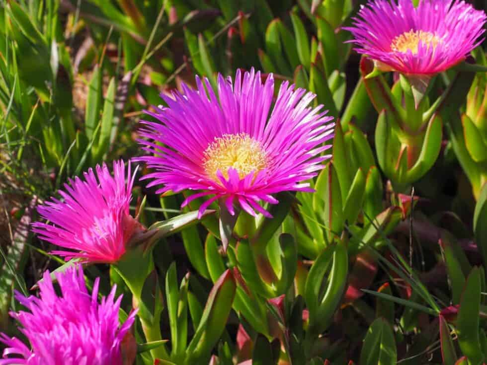 Australian Pig Face Plant Care: Everything You Need To Know