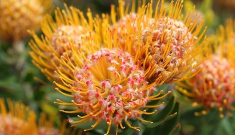 How To Grow A Protea Plant | Lawn.com.au