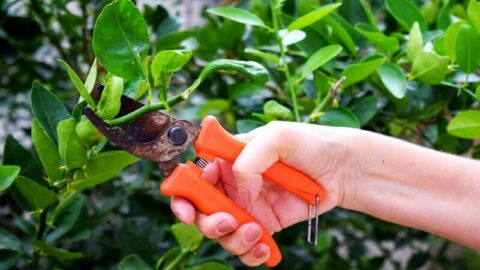 Lemon Tree Guide: How To Grow & Care For Lemon Trees | Lawn.com.au