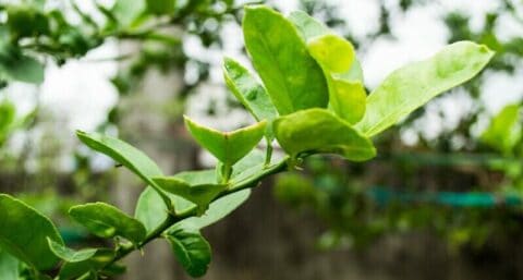 Curling Citrus Leaves: How To Fix Leaf Curl | Lawn.com.au