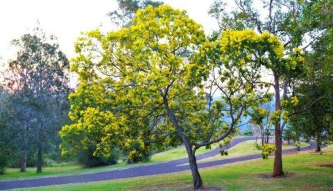 Wattle Tree Guide: How To Grow Wattle Trees | Lawn.com.au