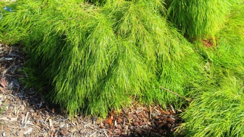 Australian Wattle Tree Varieties