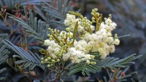 Australian Wattle Tree Varieties