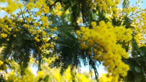 Australian Wattle Tree Varieties
