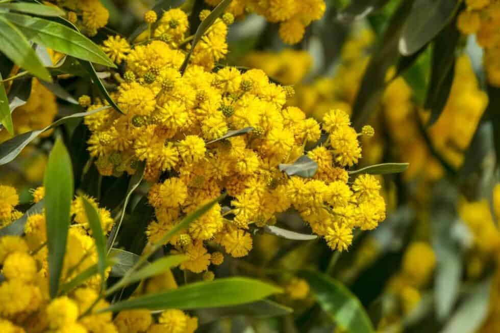 Australian Wattle Tree Varieties