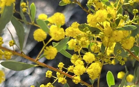 Australian Wattle Tree Varieties