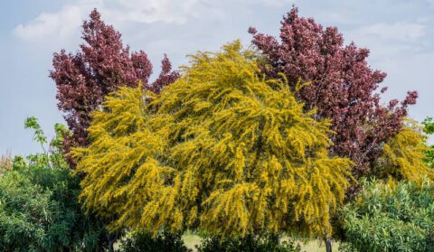 Australian Wattle Tree Varieties