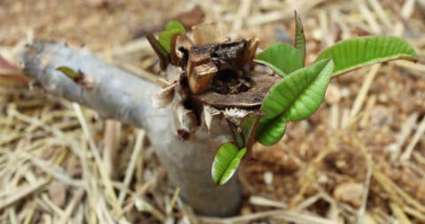 Frangipani Tree Care: How To Grow Frangipani Trees