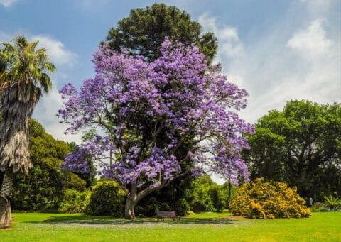 The Best Places To See Jacarandas Around Australia
